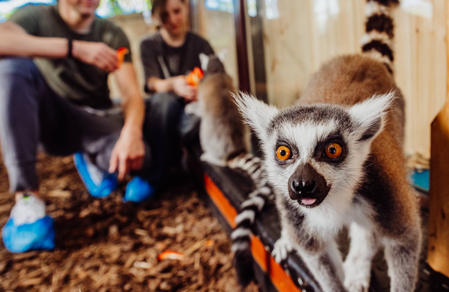 Lemur Cafe Karpacz – Niezwykła Kawiarnia z Lemurami w Miłkowie
